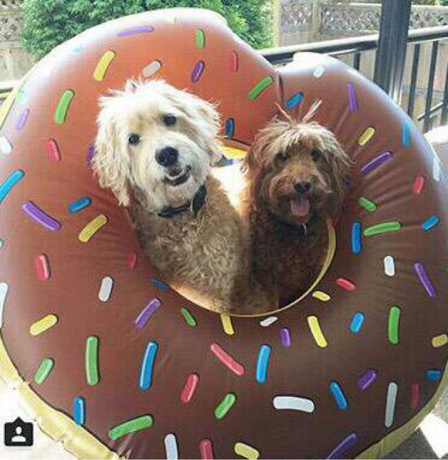 直径120cmのビックな浮き輪 ブラウン - フリマアプリ&サイトShoppies[ショッピーズ]